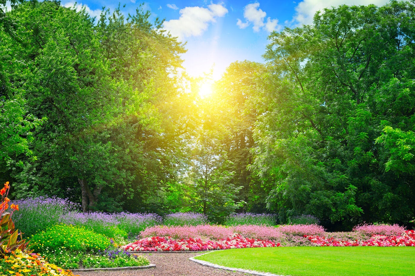 Plant Studies I: Trees Course - UCLA Extension